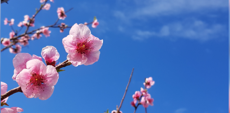 5 ELEMENTOV - Povezovanje z elementi Narave | Svetloba.si