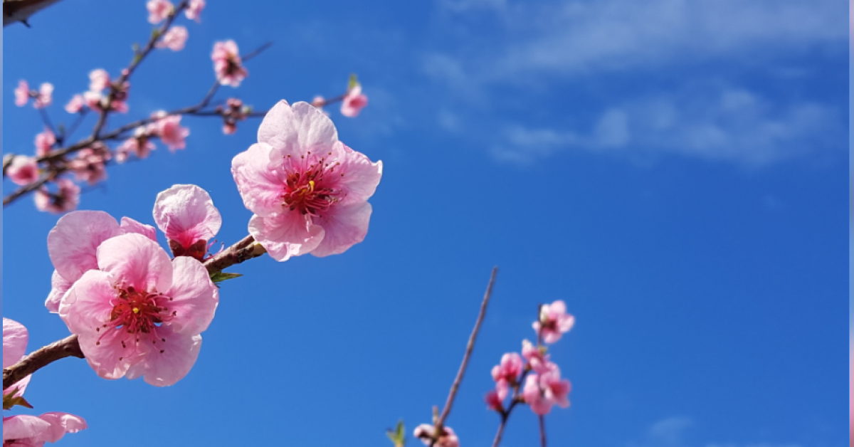 5 ELEMENTOV - Povezovanje z elementi Narave | Svetloba.si