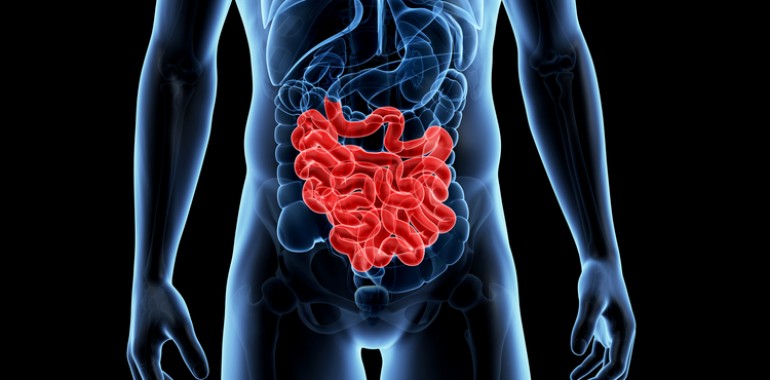 Tanko črevo - zdrav način sprejemanja in ločevanja